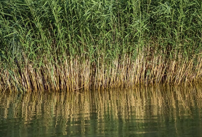 Lake and reed stock photo. Image of detail, marsh, bulrush - 100246792