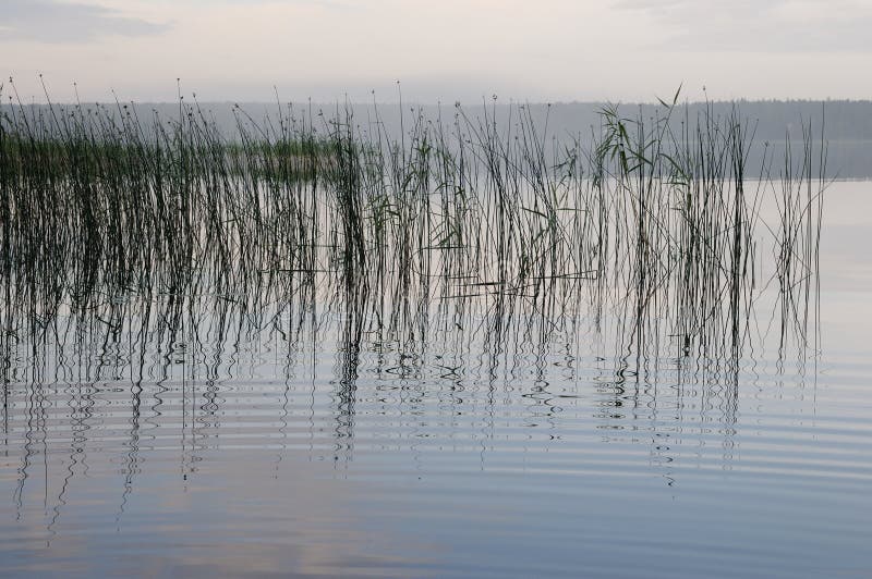 Lake with Reed Reflection at Dawn Stock Photo - Image of scenic, misty ...