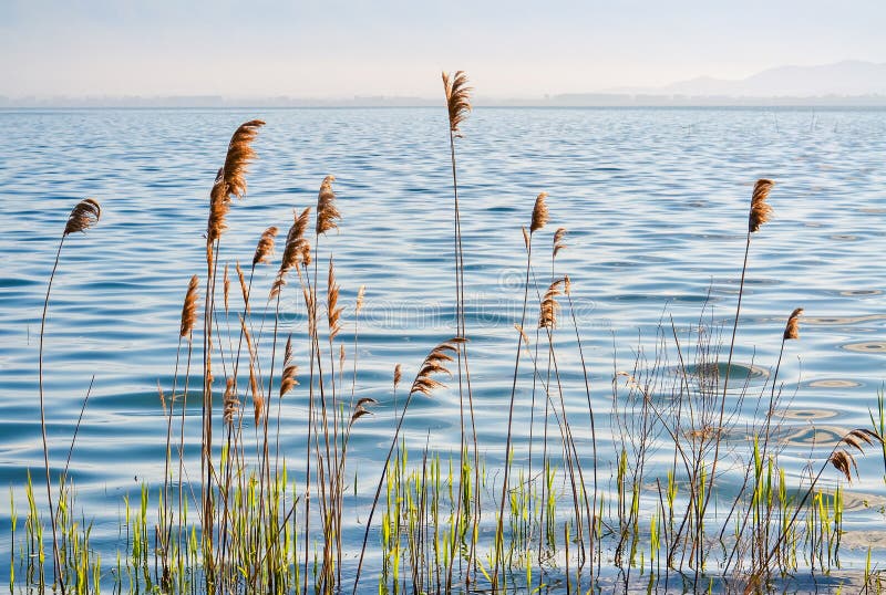 Lake and reed stock image. Image of herb, ecosystem, stalks - 61687321
