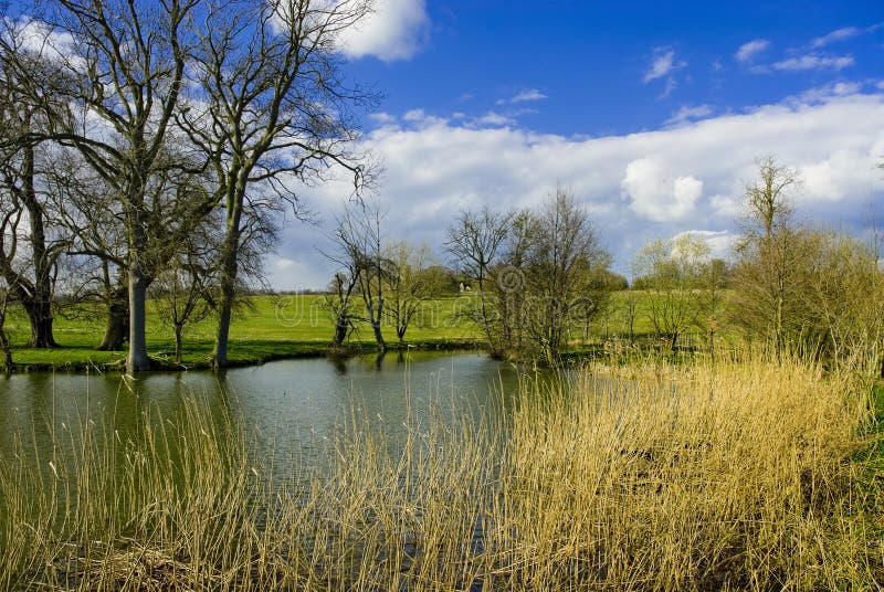 Lake with reeds stock image. Image of trees, field, outdoors - 12314491