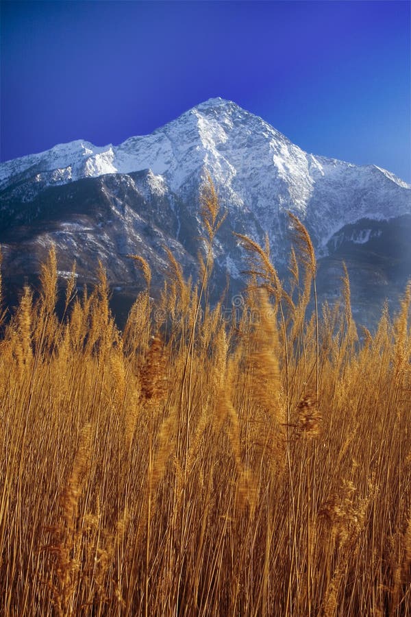 Lake With Reeds Picture. Image: 4536707