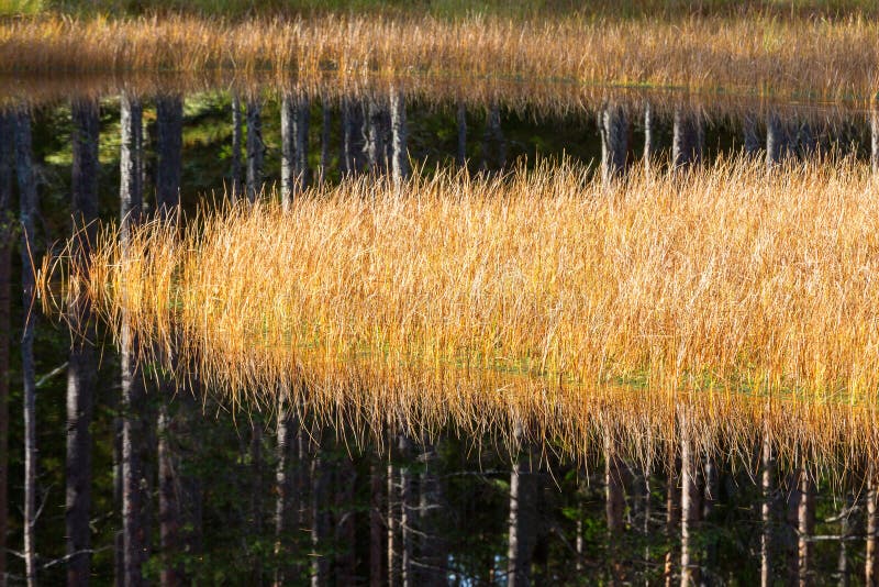 Lake with reeds in autumn stock image. Image of scene - 77398057