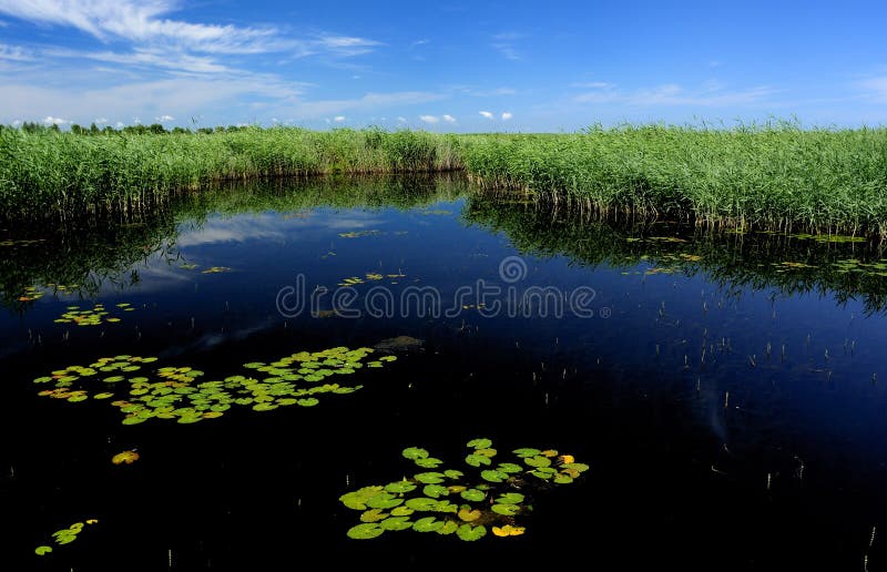 Lake, reeds, blue sky stock photo. Image of nature, peace - 10214142