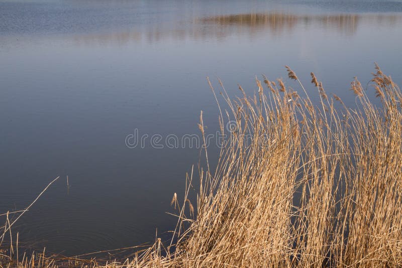 Lake stock photo. Image of reeds, flora, grow, bloom - 90205650