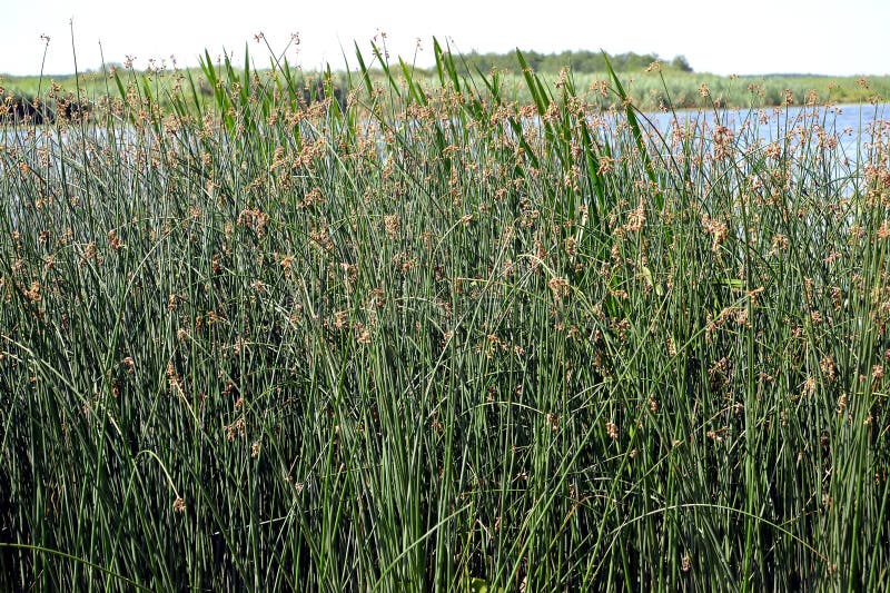 Lake Reeds Thickets on the River Bank Stock Photo - Image of landscape ...