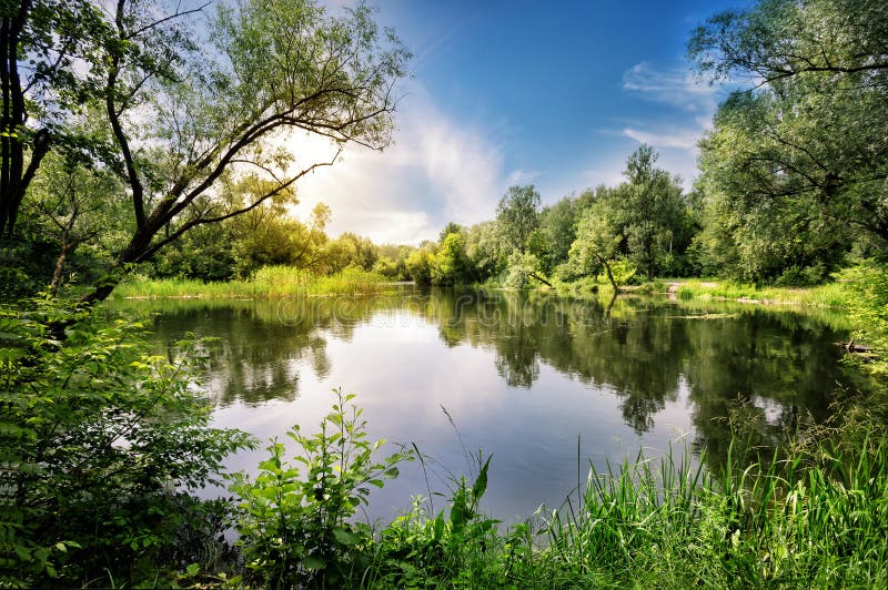 Lake with Reeds and Trees on the Beach Stock Image - Image of river ...