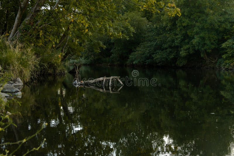 Lake Reflections of a Fallen Tree in the Middle of the Lake / Green ...