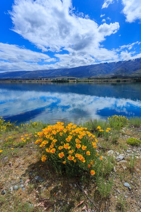 Lake Reflections stock photo. Image of flowers, calm - 63182704