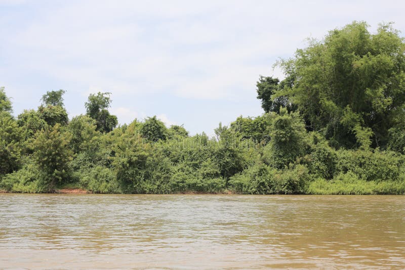 Brown river and Forest. stock photo. Image of view, natural - 119152810