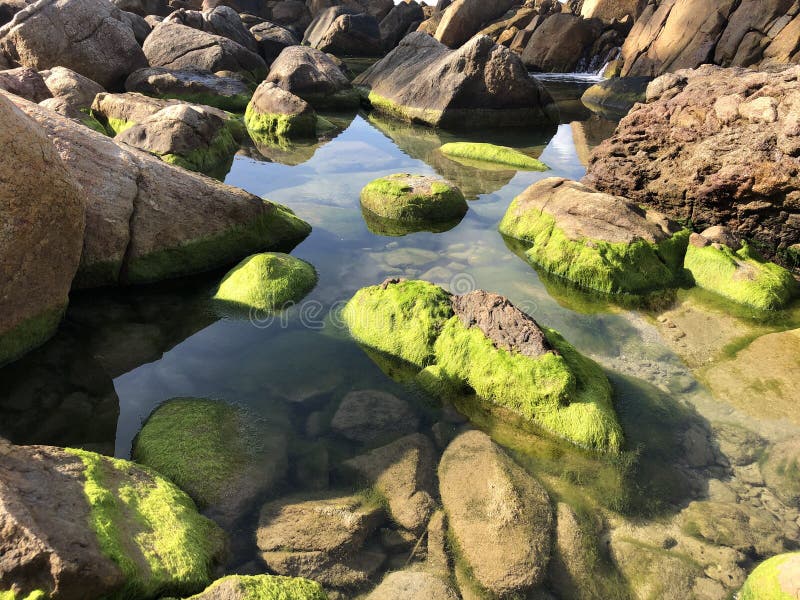 Lake with Rocks with Green Algae Stock Photo - Image of green, coconut ...