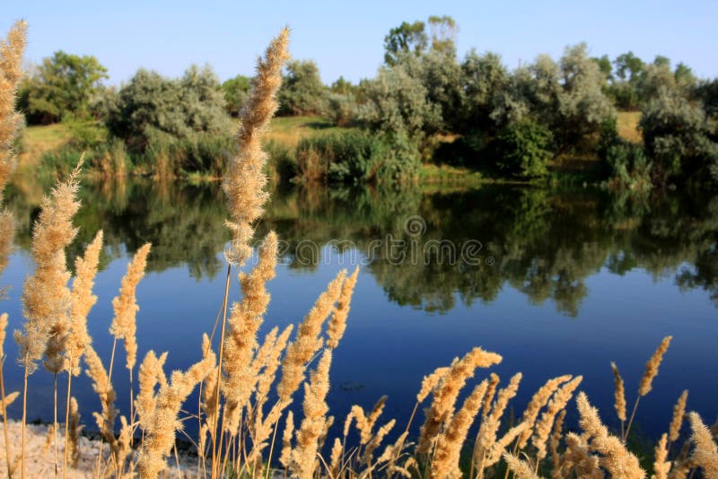 Lake scene stock image. Image of bank, tree, yellow, plant - 6217545