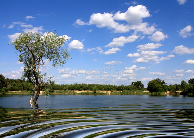 Lake Scene With Tree Picture. Image: 5582759