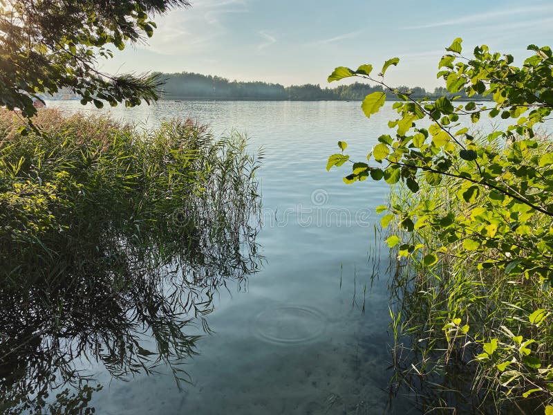 Lake Scene Trees Foliage Over Water Surface and Reeds Growing in Water ...