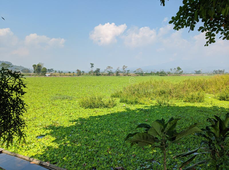 Lake Scenery during Day Light Stock Photo - Image of grass, crop: 221050362