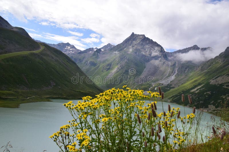 Lake and Sharp Alps in the Background with a Yellow Flowers in Front of ...