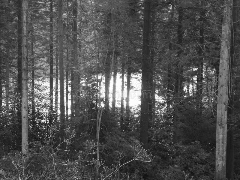 Lake Shining through the Trees Stock Photo - Image of peering, trees ...