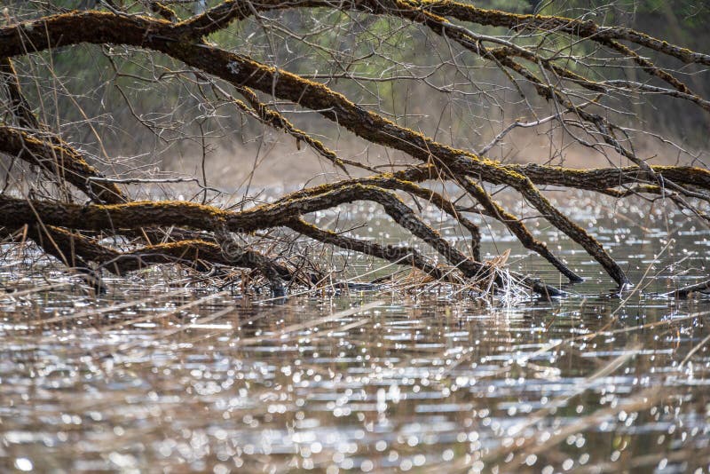 Lake Shore with Distinct Trees in Green Summer Stock Photo - Image of ...