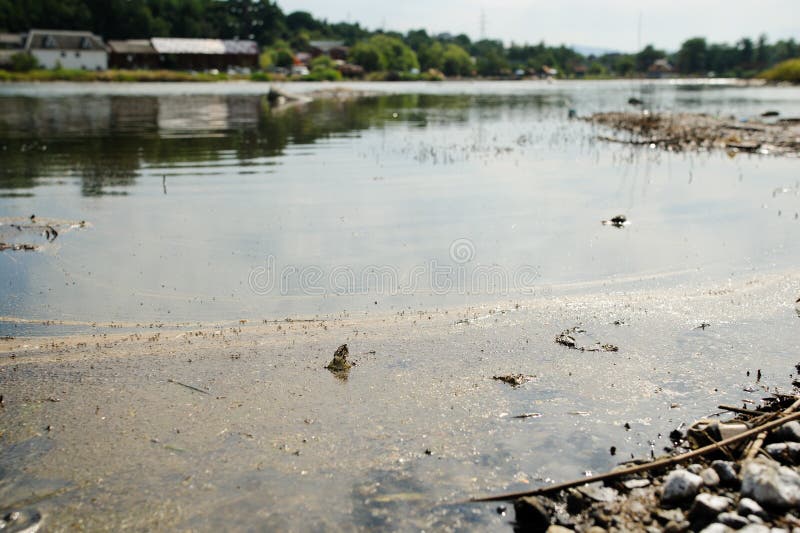 The Lake and the Shore are Littered with Garbage Stock Photo - Image of ...
