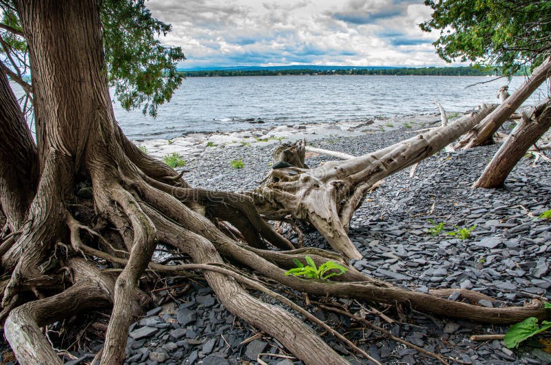 Tree Roots Growing Over a Rock Stock Image - Image of pond, trail ...