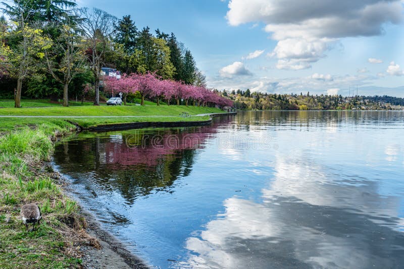 Lake Shoreline Cherry Blossoms 2 Stock Image - Image of spring, cherry ...