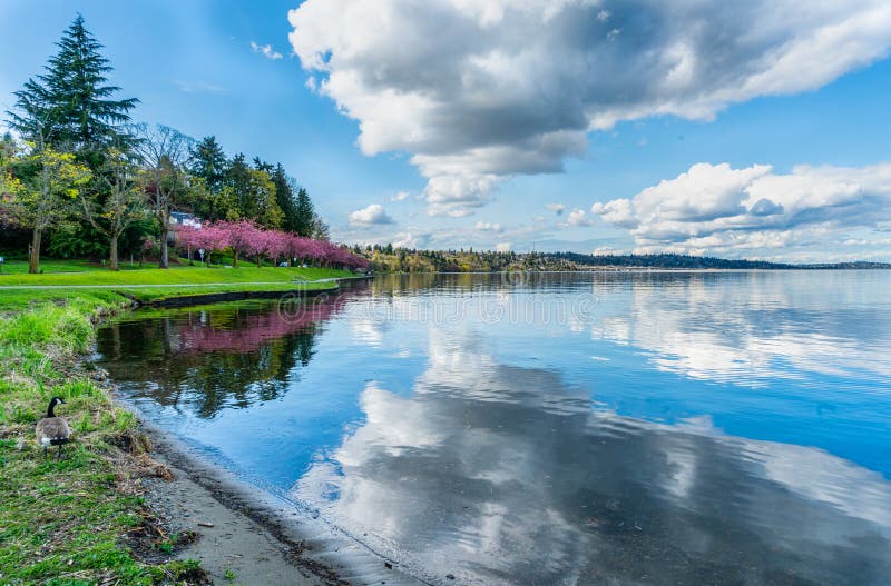 Lake Shoreline Cherry Blossoms 3 Stock Image - Image of flowers, lake ...