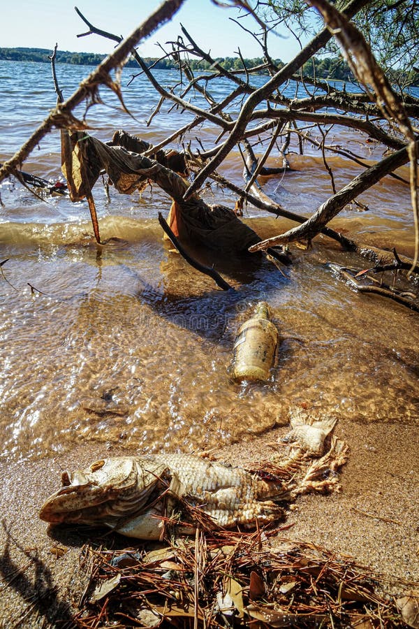 A Lake Shoreline is Littered with a Dead Fish and Garbage Editorial ...