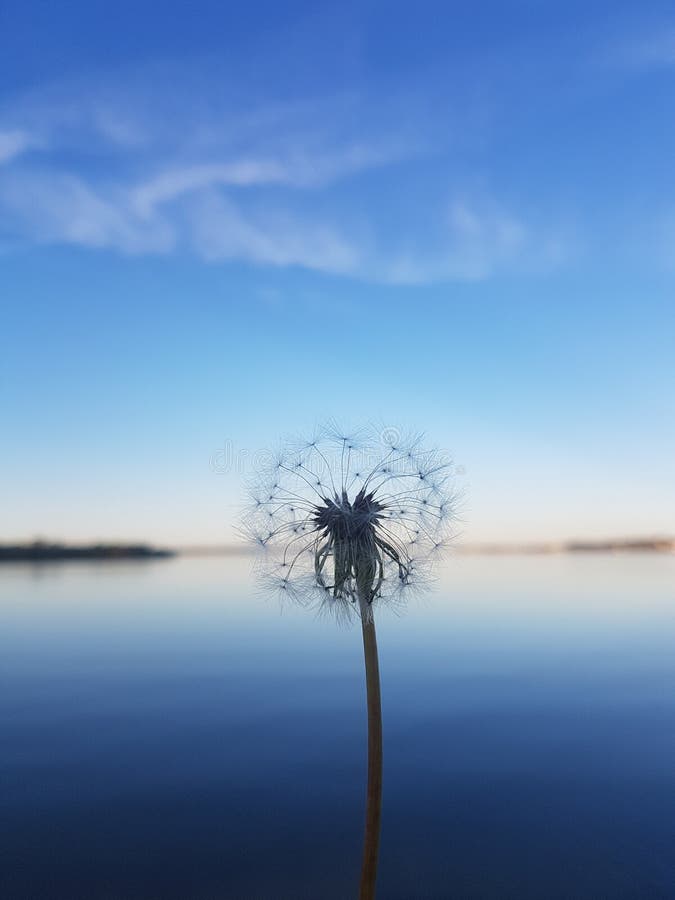 Lake shot stock photo. Image of plant, lake, small, lakeshot - 105092116