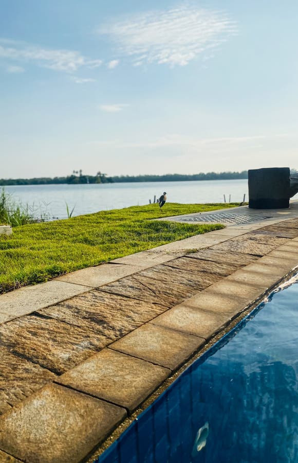 Lake Side with Bird View Around Green Grass Stock Photo - Image of ...