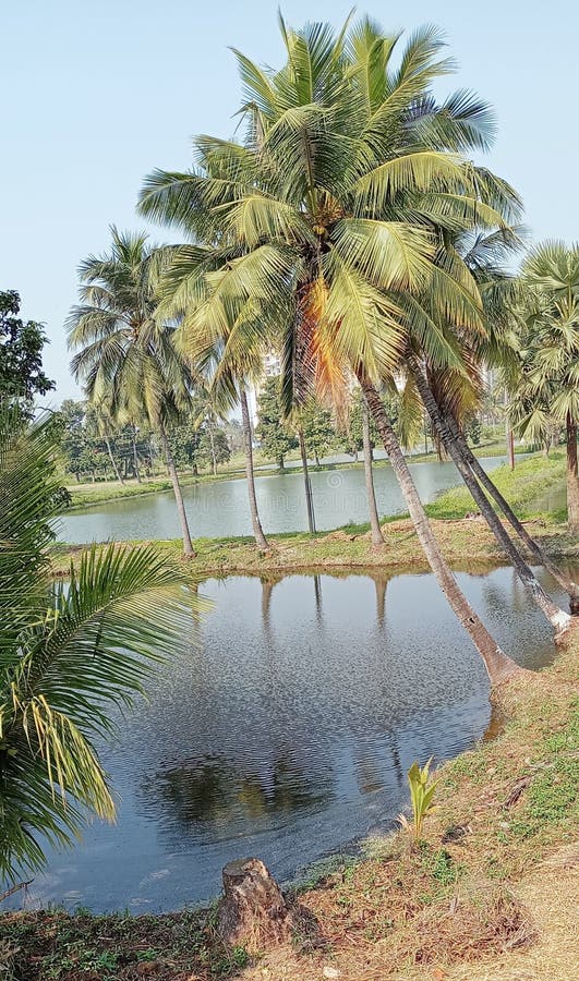 Lake side coconut trees stock image. Image of trees - 240177249