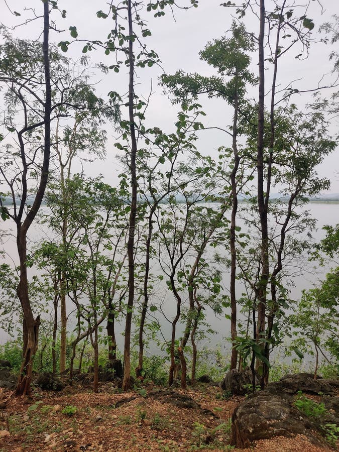 Lake side trees of forest stock image. Image of tree - 186869591