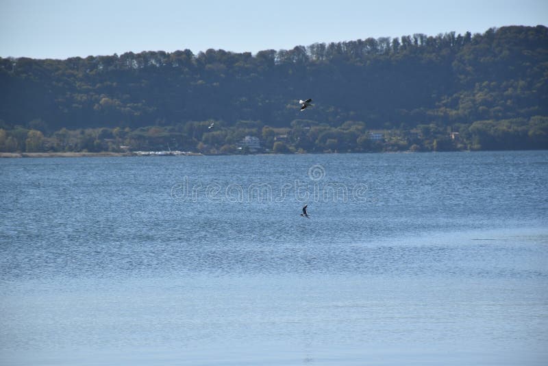 Lake bird stock image. Image of sunset, sunshine, bird - 102806079