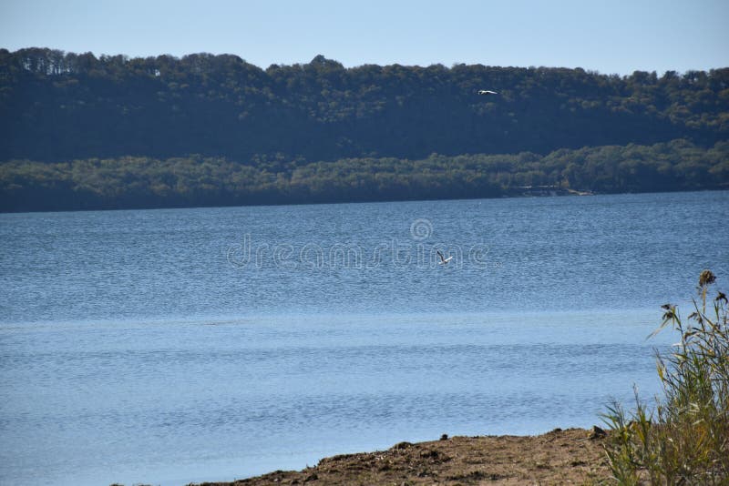 Lake bird stock image. Image of tree, panoramic, sunshine - 102806705