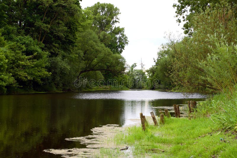 Lake in spring stock photo. Image of lily, freshwater - 5335562