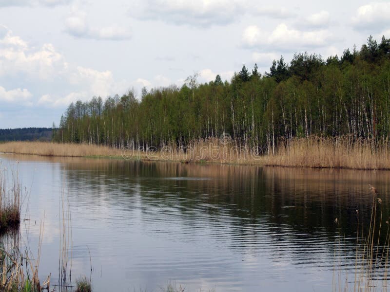 Lake in spring stock image. Image of morning, trees, water - 7214213