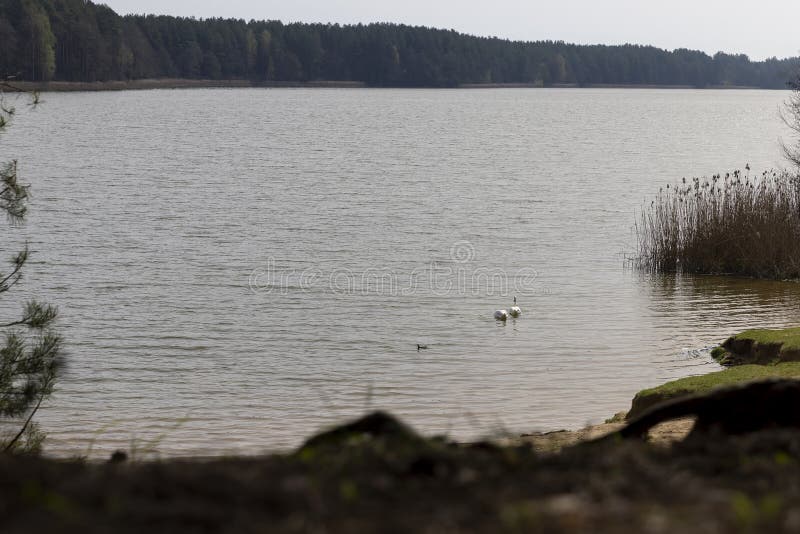 Lake in Spring in Cloudy Weather, Lake Stock Photo - Image of outdoor ...
