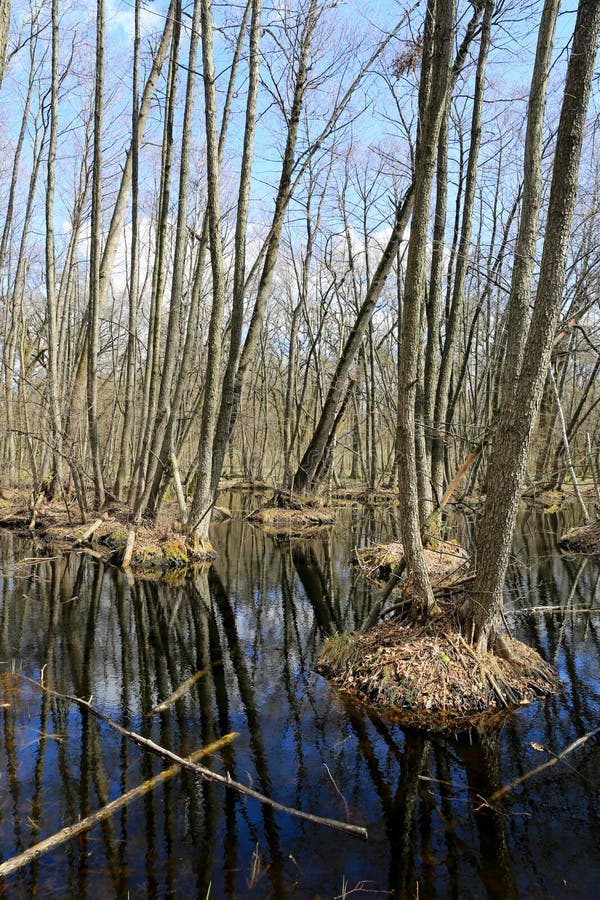 Lake in spring forest stock image. Image of lake, park - 69425685