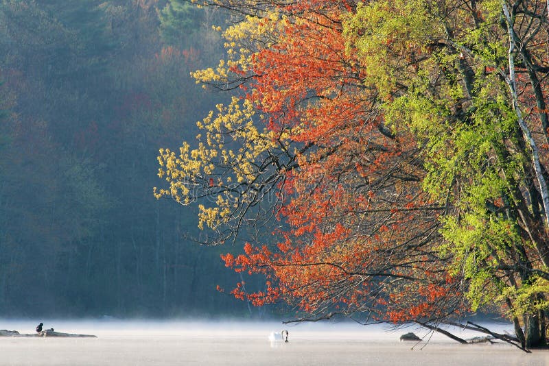 Lake in Spring stock photo. Image of water, mist, cute - 45960260