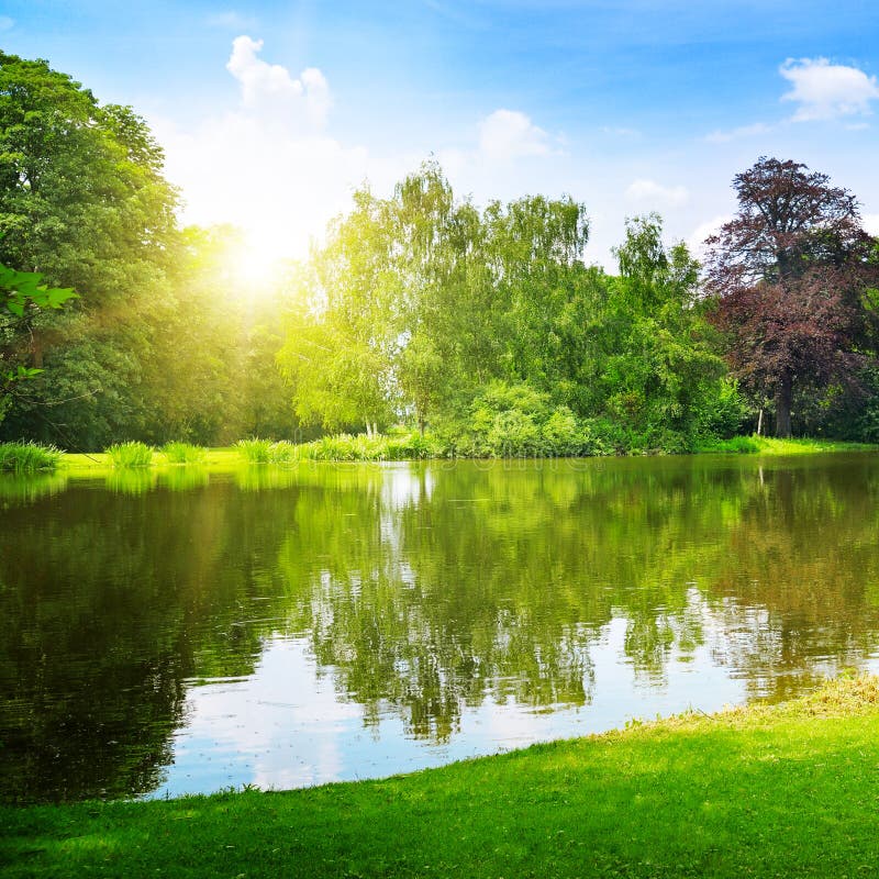 Lake in the summer park stock photo. Image of scenic - 42434478
