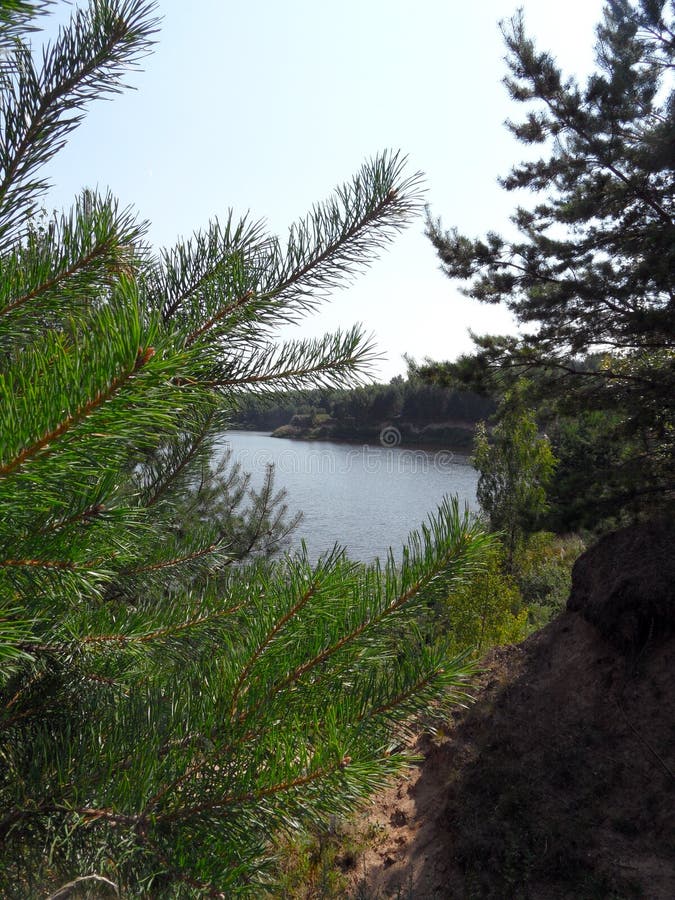 Lake on a Sunny Summer Day. Vertical View Behind the Trees Stock Image ...