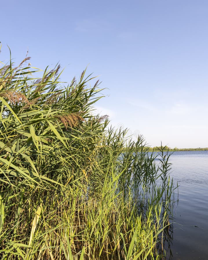 Lake in Sunny Summer Weather Stock Photo - Image of beautiful, vacation ...