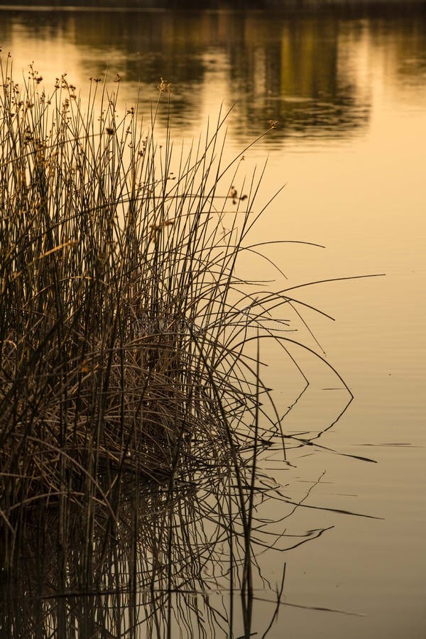 Reeds Lake stock photo. Image of fresh, calm, vegetation - 94940396