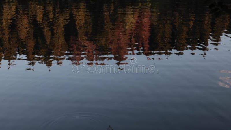 Lake Surface with Gentle Ripples and Reflection of the Forest Stock ...