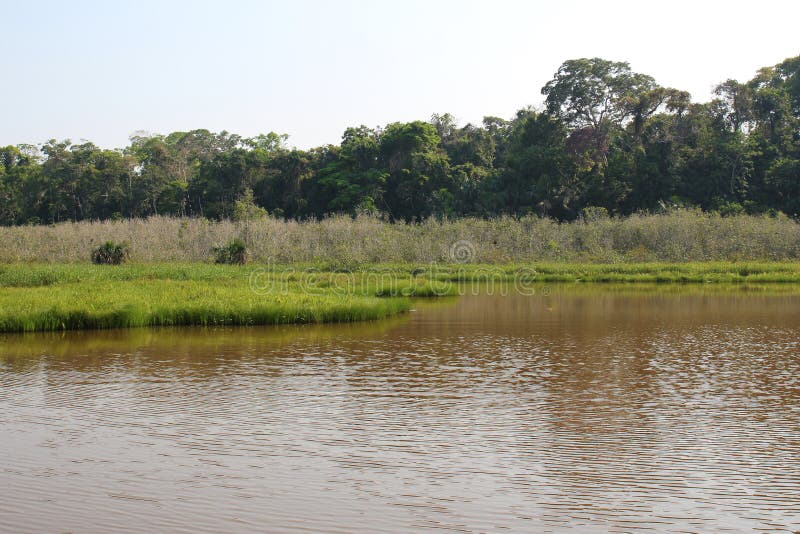 A Lake Surrounded by Grasses Lining the Amazon Rainforest in Tambopata ...