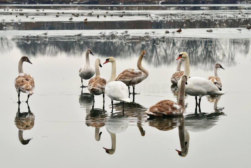 Lake with svans stock photo. Image of walk, reflect, wildlife - 65040654