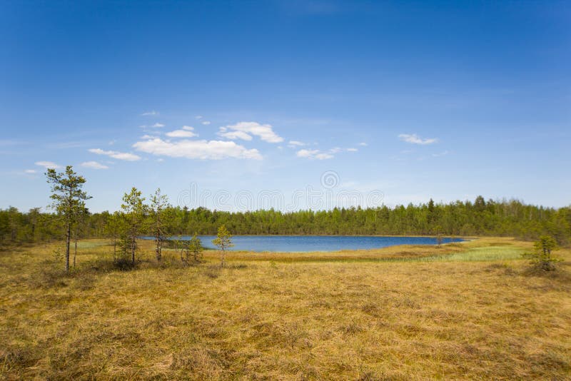 Lake in the swamp stock image. Image of marsh, wilderness - 37986723