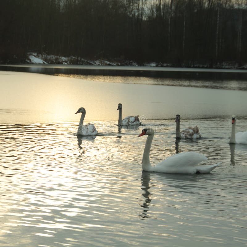 Lake Swan gang stock image. Image of nature, reflection - 240029153