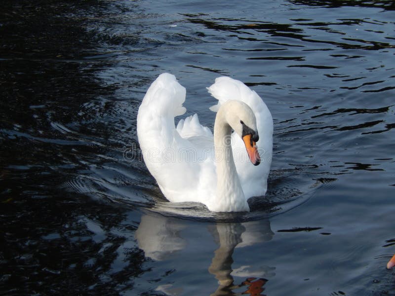 165 Swan Leader Stock Photos - Free & Royalty-Free Stock Photos from ...