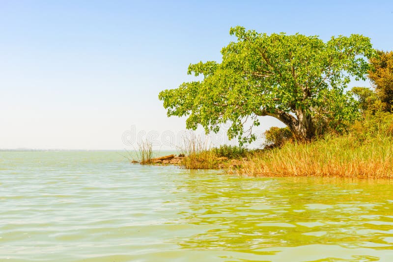 Lake Tana stock photo. Image of landscape, reflection - 43781332