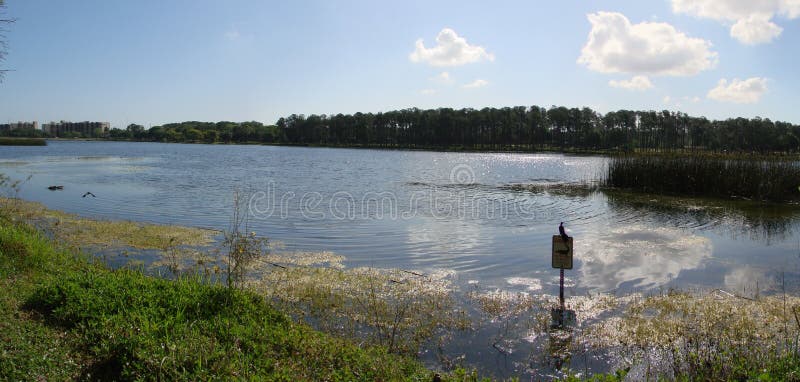 Lake Taylor in Largo, Florida Stock Photo - Image of treelined, florida ...