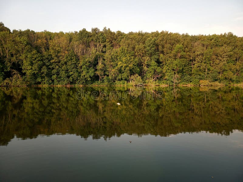 In the Lake There are Dead Fish and the Reflection of Trees Stock Photo ...